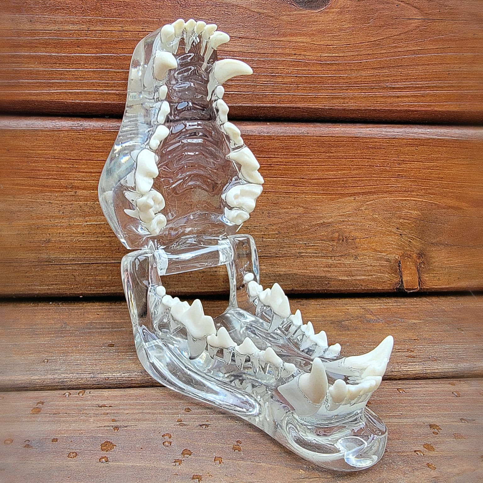 Clear Dog Teeth, Anatomical Dog Dental Model - Oddities For Sale has unique