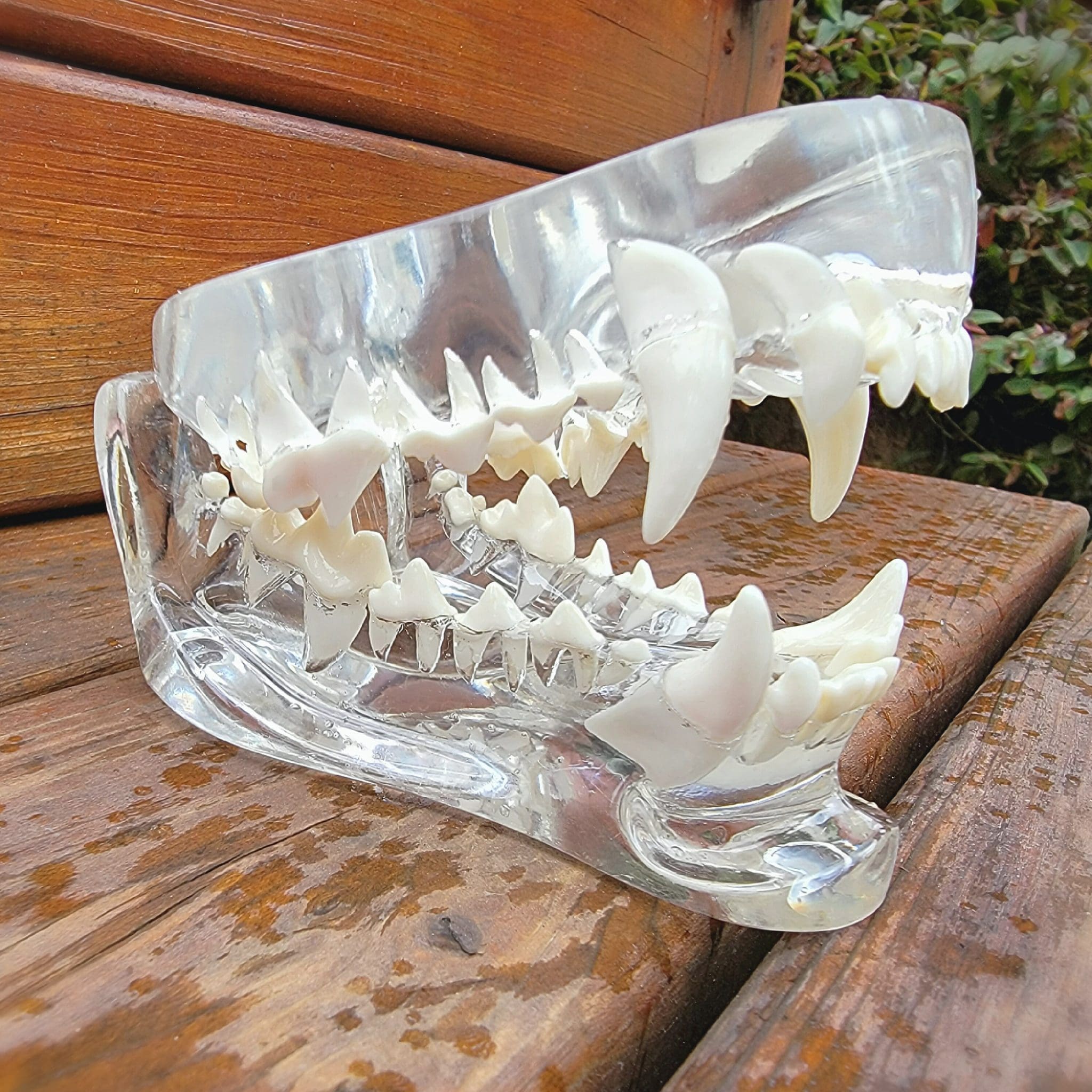 Clear Dog Teeth, Anatomical Dog Dental Model - Oddities For Sale has unique