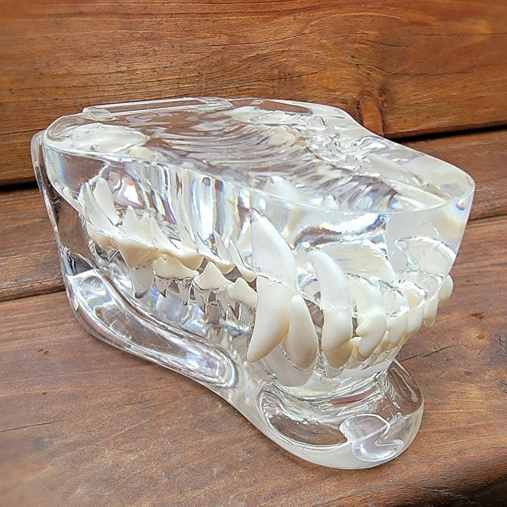 Clear Dog Teeth, Anatomical Dog Dental Model - Oddities For Sale has unique
