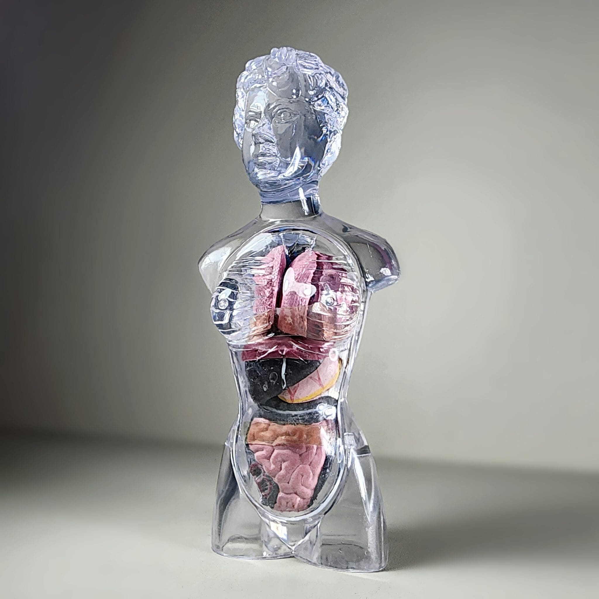 Translucent Female Torso, Human Anatomy Medical Model - Oddities For ...