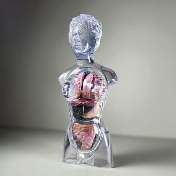 Translucent Female Torso, Human Anatomy Medical Model - Oddities For ...
