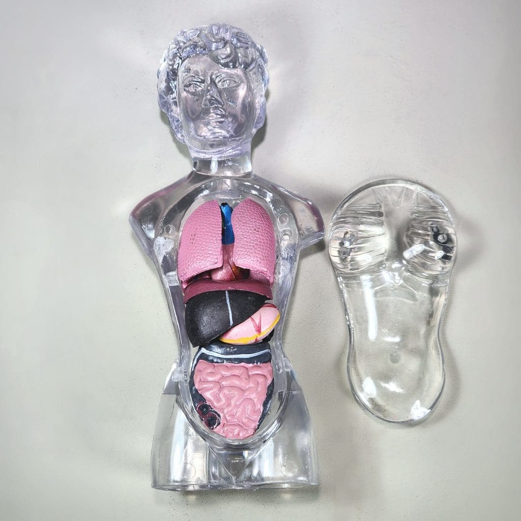 Translucent Female Torso, Human Anatomy Medical Model - Oddities For ...