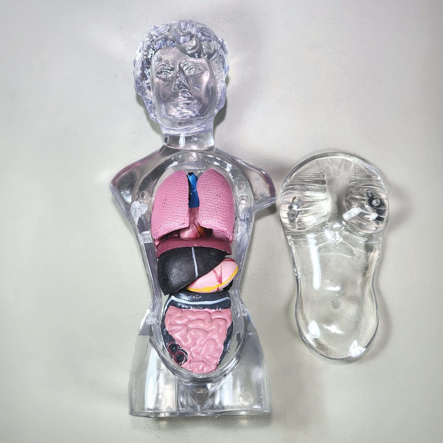 Translucent Female Torso, Human Anatomy Medical Model - Oddities For ...