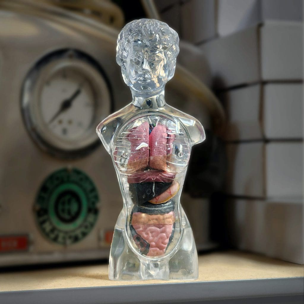 Translucent Female Torso, Human Anatomy Medical Model - Oddities For ...