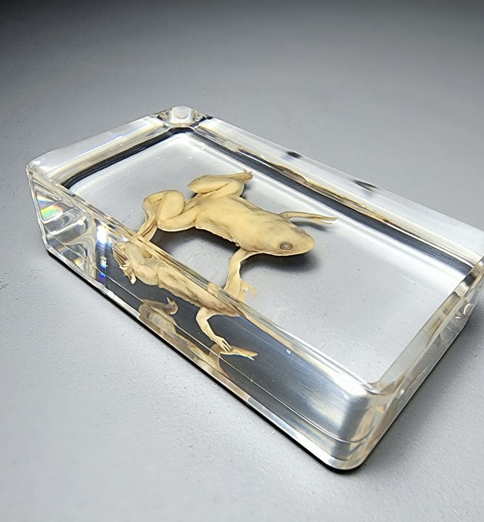 Albino African Clawed Frog in Resin, Aquatic Specimen - Oddities For ...