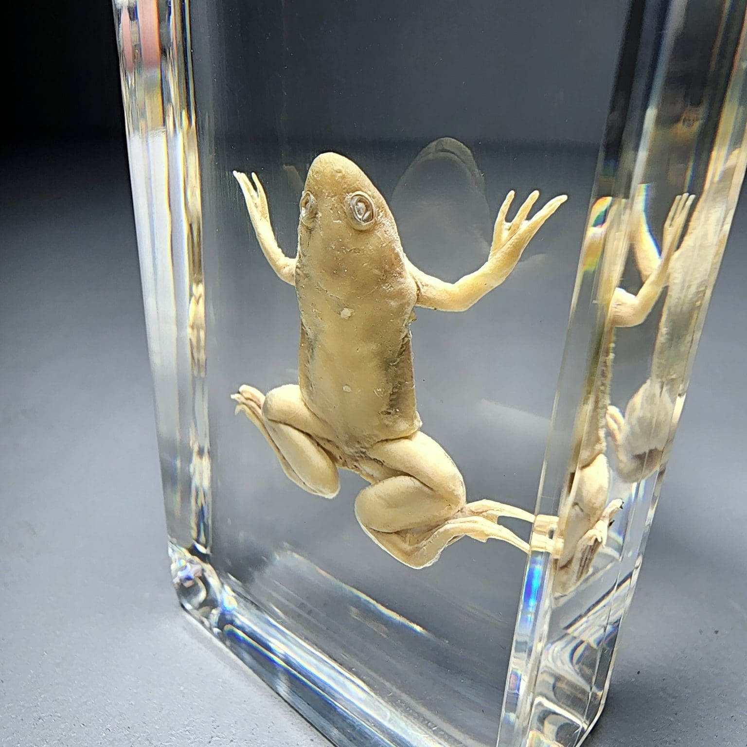Albino African Clawed Frog in Resin, Aquatic Specimen - Oddities For ...