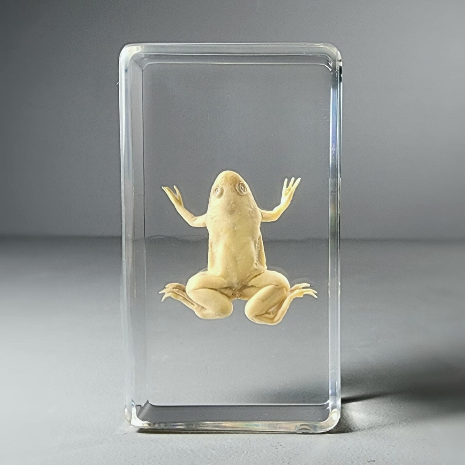 Albino African Clawed Frog in Resin, Aquatic Specimen - Oddities For ...