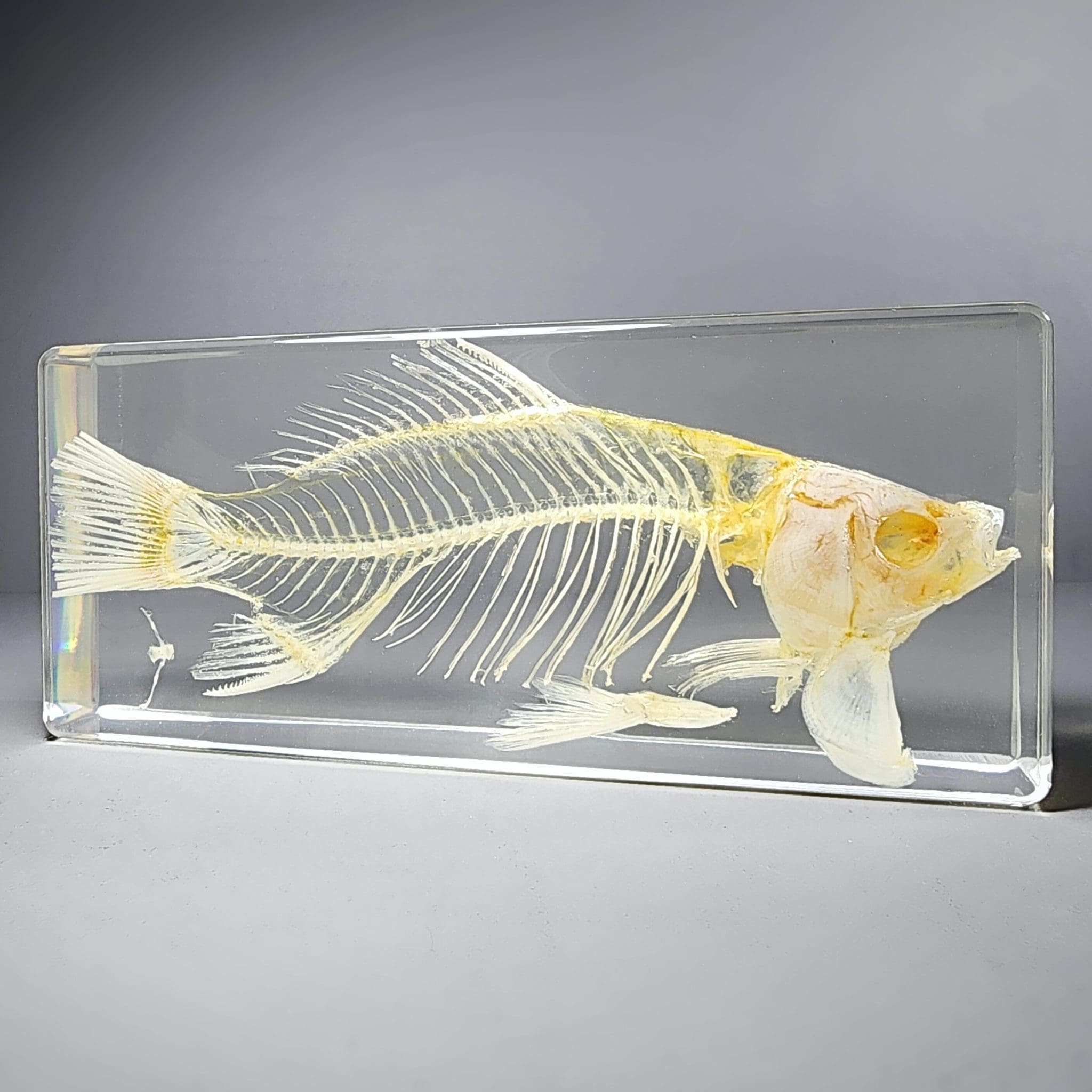 Large Fish Skeleton in Resin, Real Animal Skeleton - Oddities For Sale ...