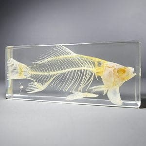 Large Fish Skeleton in Resin, Real Animal Skeleton - Oddities For Sale ...
