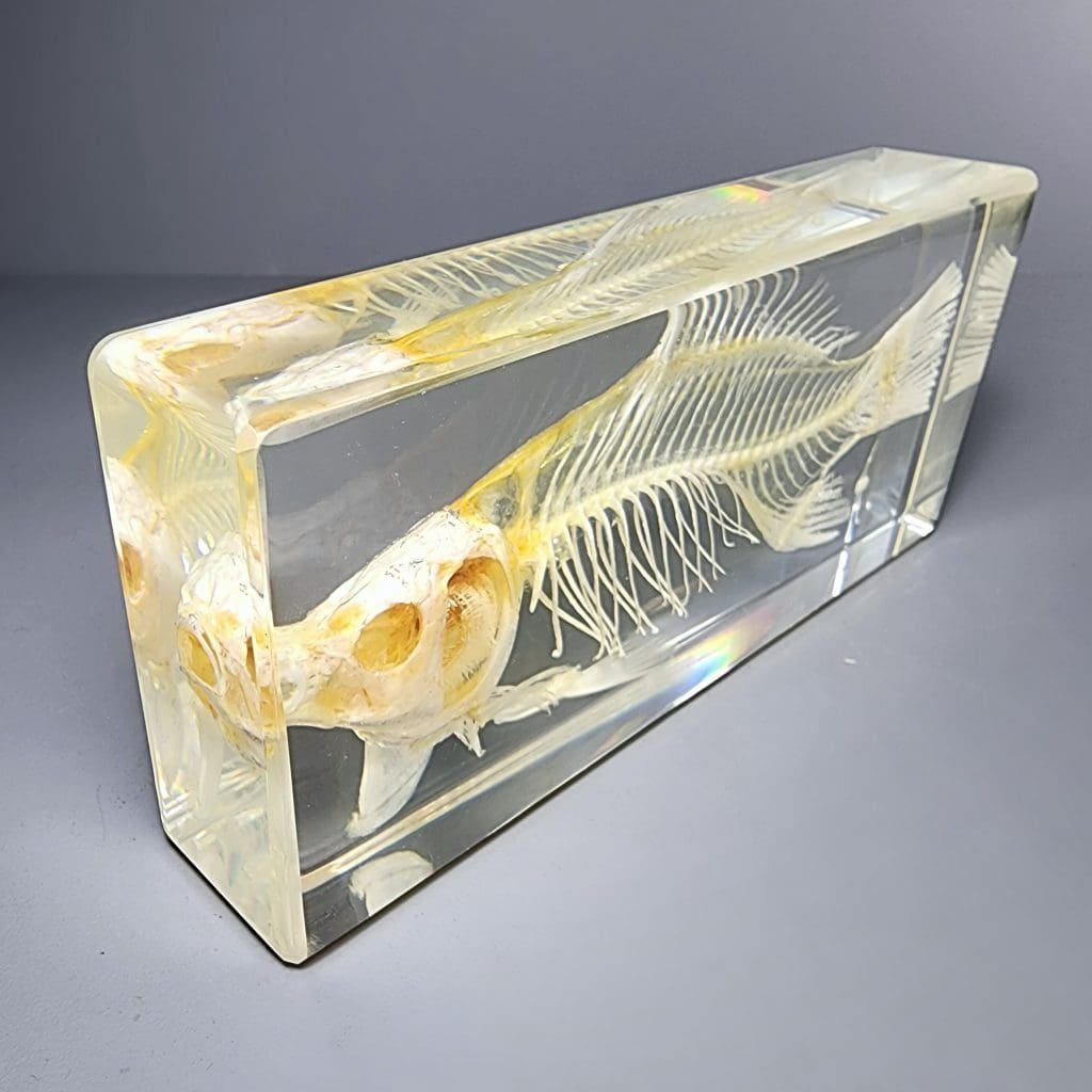 Large Fish Skeleton in Resin, Real Animal Skeleton - Oddities For Sale ...