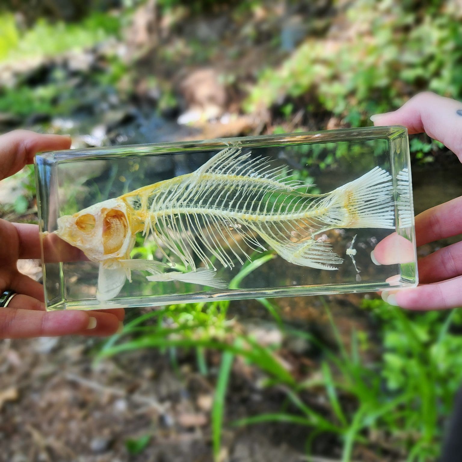 Large Fish Skeleton in Resin, Real Animal Skeleton - Oddities For Sale ...