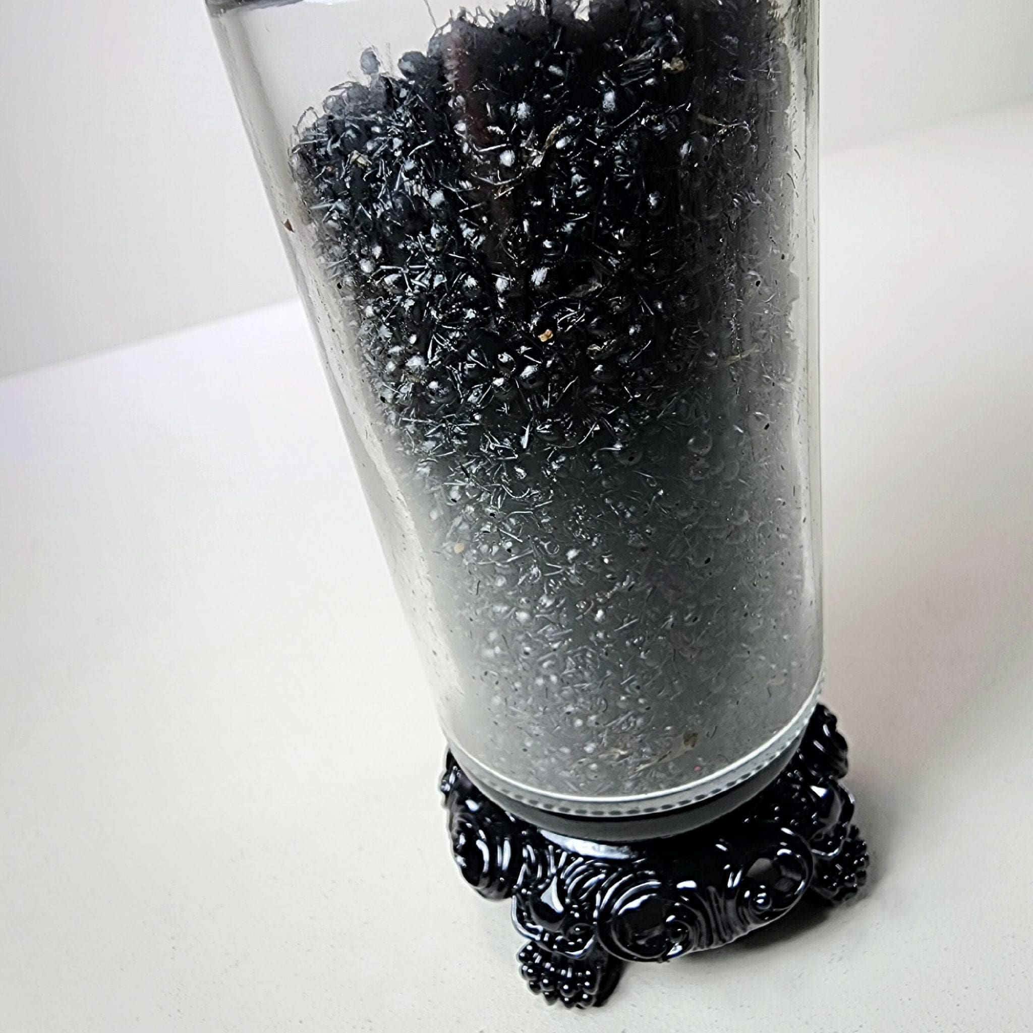 Ants in Jar, Curio Jar, Oddities and Curiosities Decor - Oddities For ...