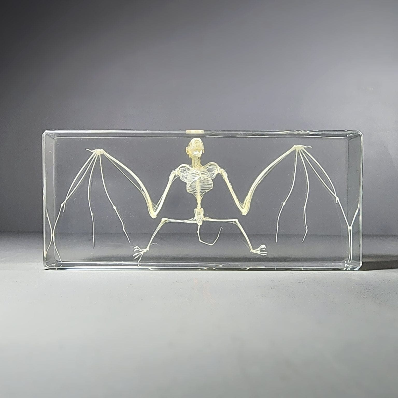 LARGE -Bat Skeleton in Resin, Real Bat Skeleton in Lucite - Oddities ...