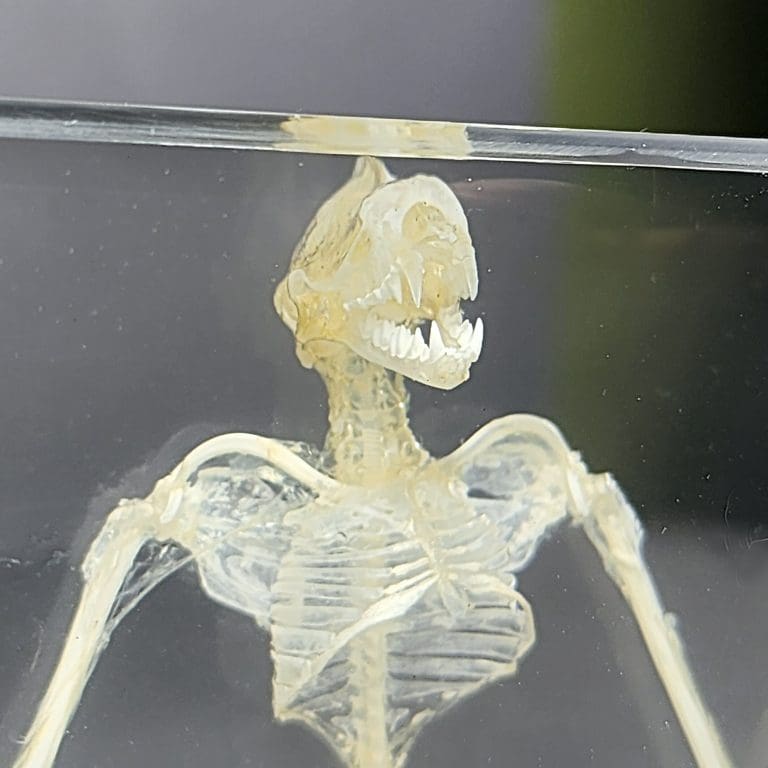 LARGE -Bat Skeleton in Resin, Real Bat Skeleton in Lucite - Oddities ...