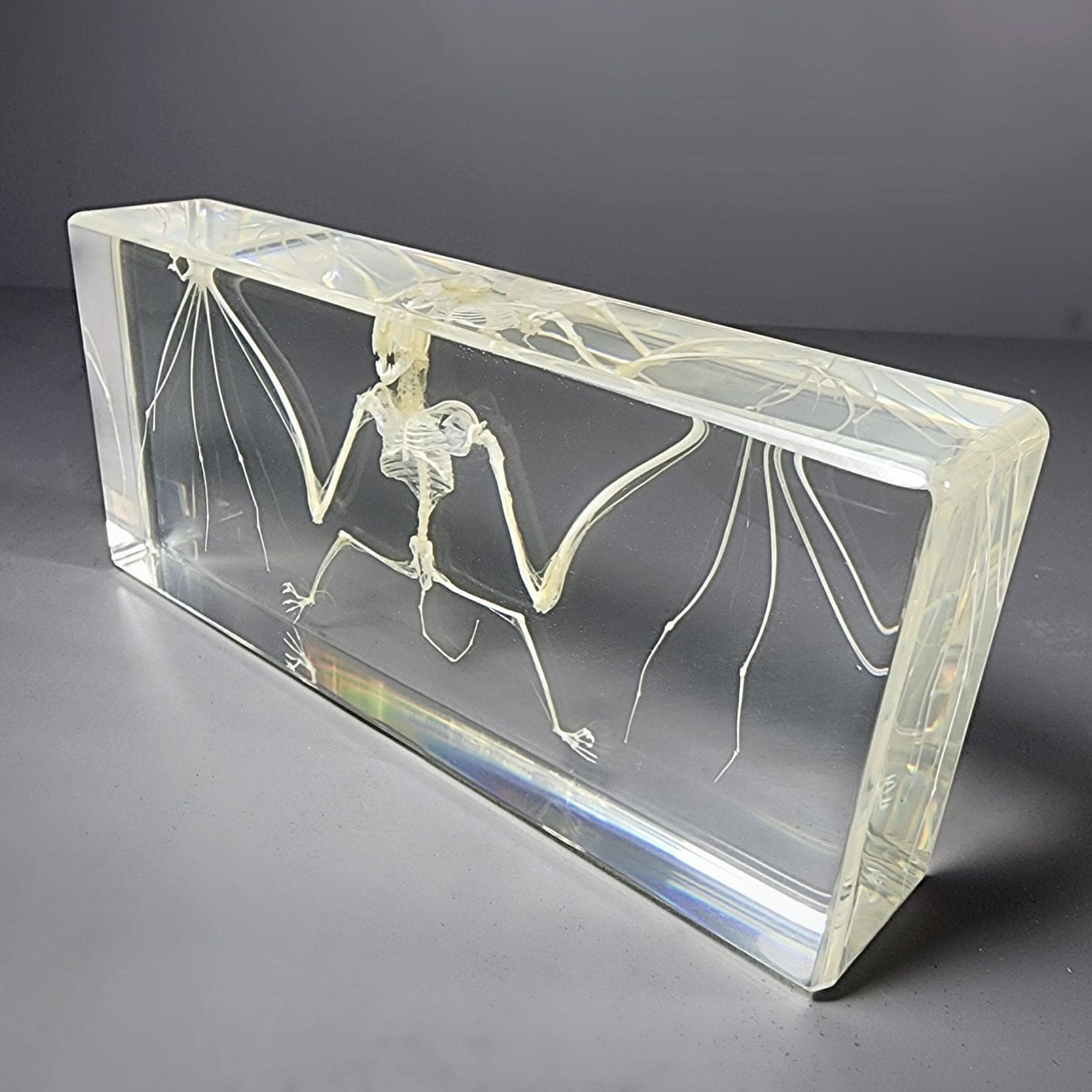 LARGE -Bat Skeleton in Resin, Real Bat Skeleton in Lucite - Oddities ...