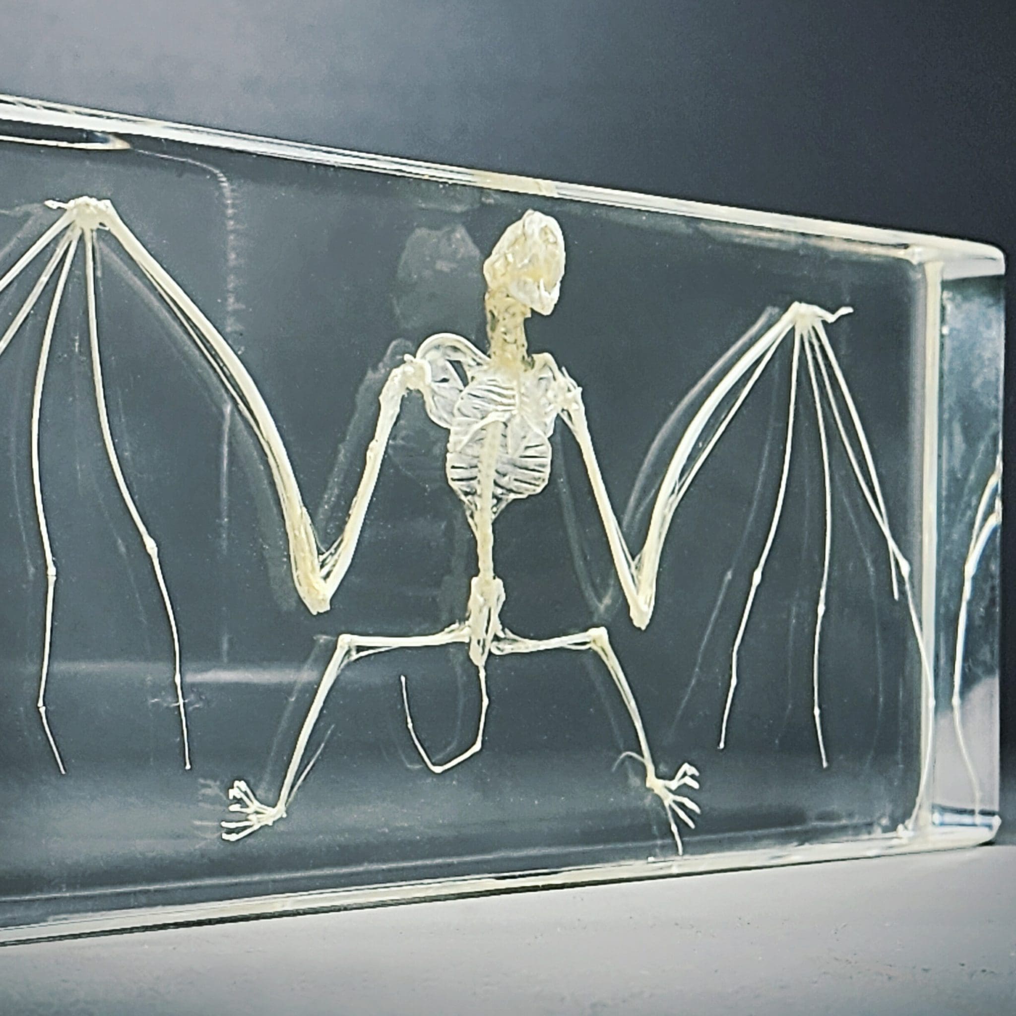LARGE -Bat Skeleton in Resin, Real Bat Skeleton in Lucite - Oddities ...