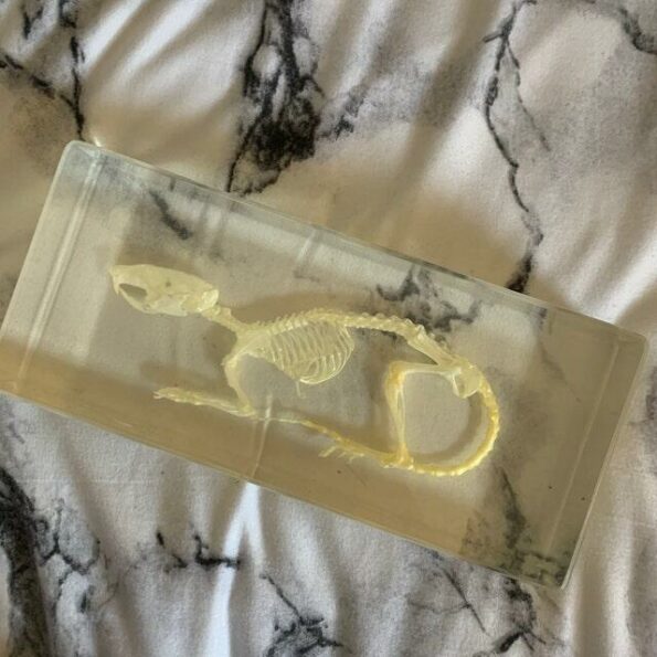 Rat Skeleton in Resin, Real Rat Skull, Curiosities - Oddities For Sale