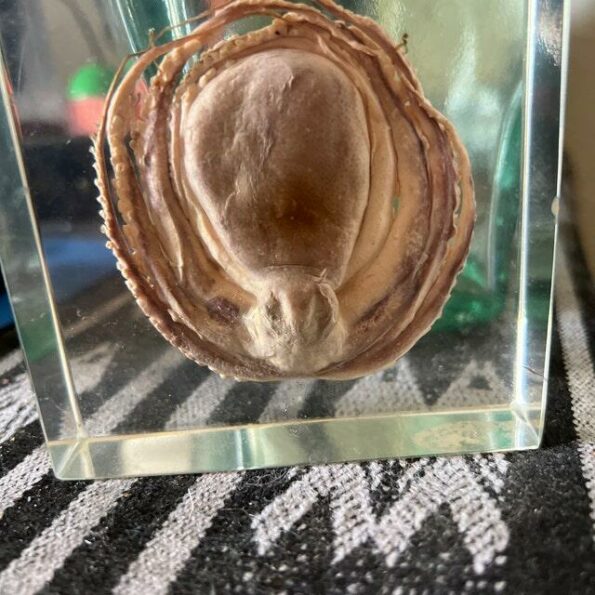 Large Octopus in Resin, Real Octopus in Lucite - Oddities For Sale
