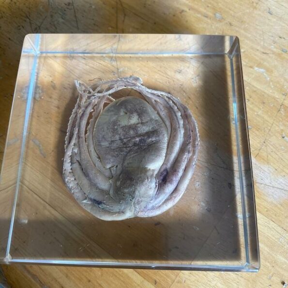 Large Octopus in Resin, Real Octopus in Lucite - Oddities For Sale