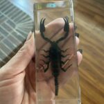 LARGE -Black Scorpion in Resin, Insects in Lucite - Oddities For Sale