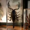LARGE -Black Scorpion in Resin, Insects in Lucite - Oddities For Sale