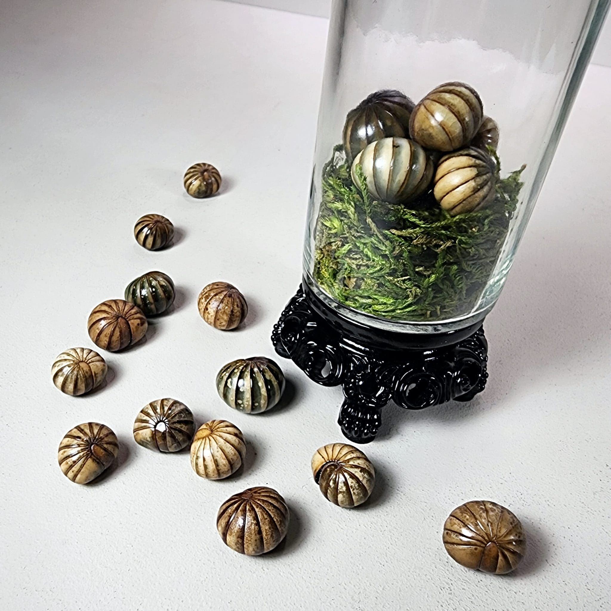 X5 Isopods in Jar, Curio Jar, Giant Roly Poly, Oddities Decor ...