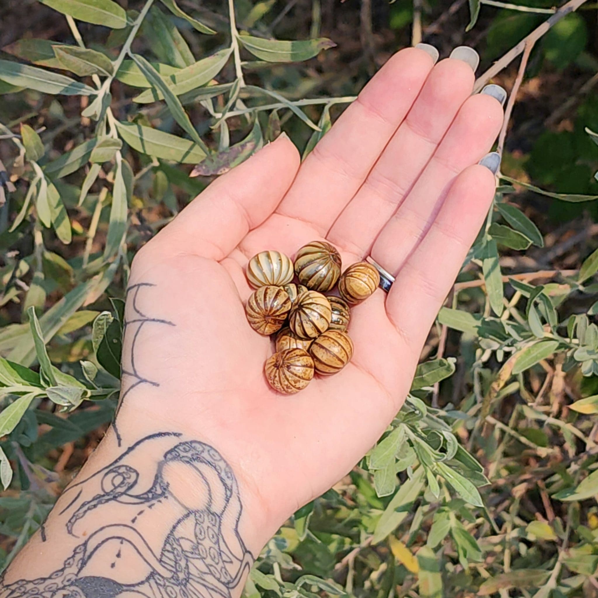 X5 Isopods in Jar, Curio Jar, Giant Roly Poly, Oddities Decor ...