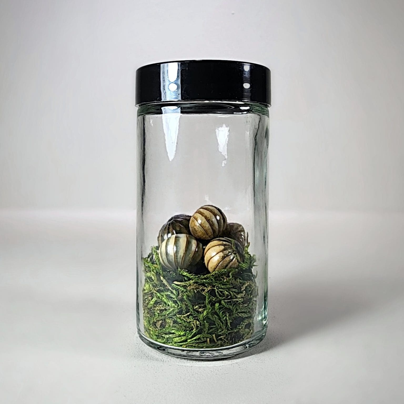 X5 Isopods in Jar, Curio Jar, Giant Roly Poly, Oddities Decor ...