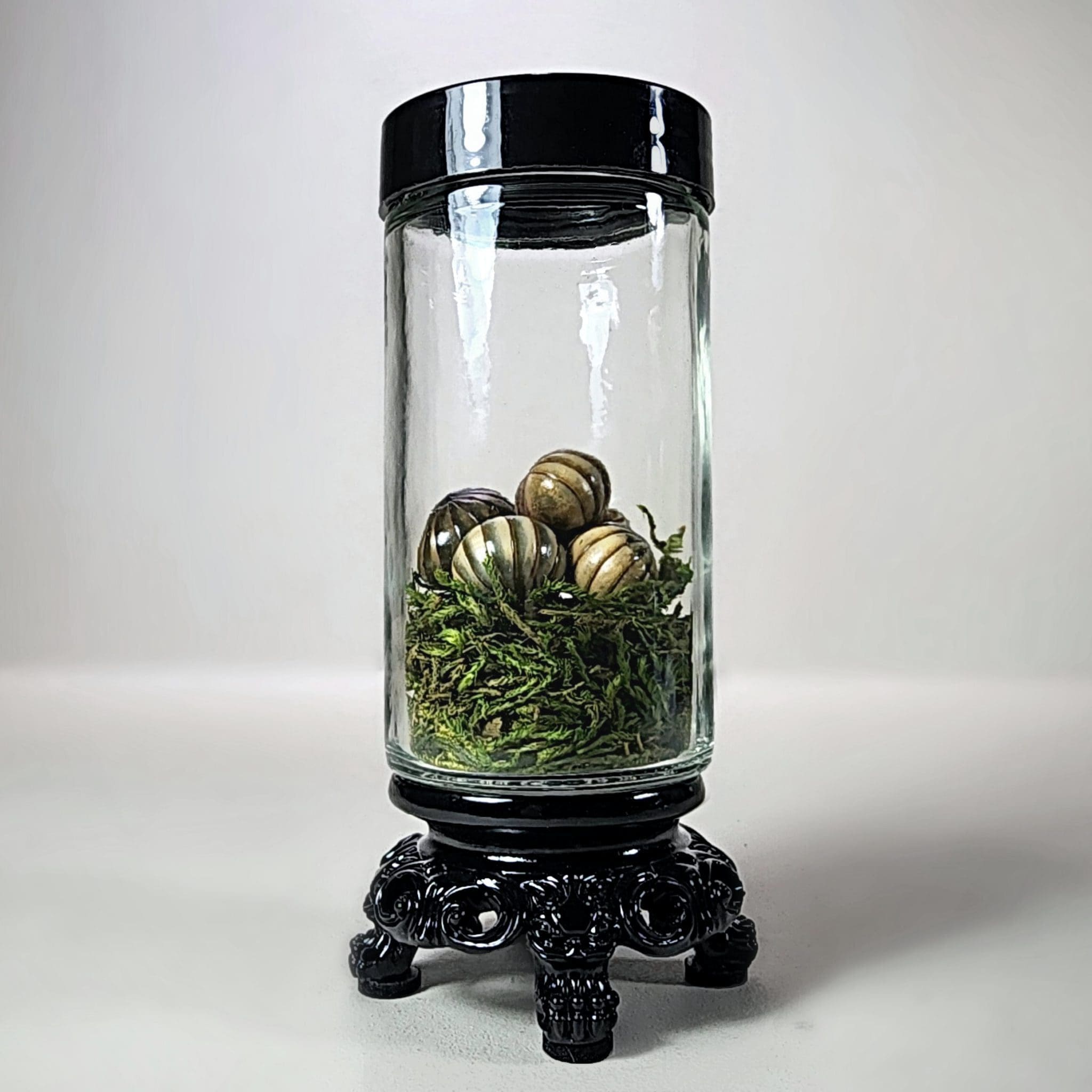 X5 Isopods in Jar, Curio Jar, Giant Roly Poly, Oddities Decor ...