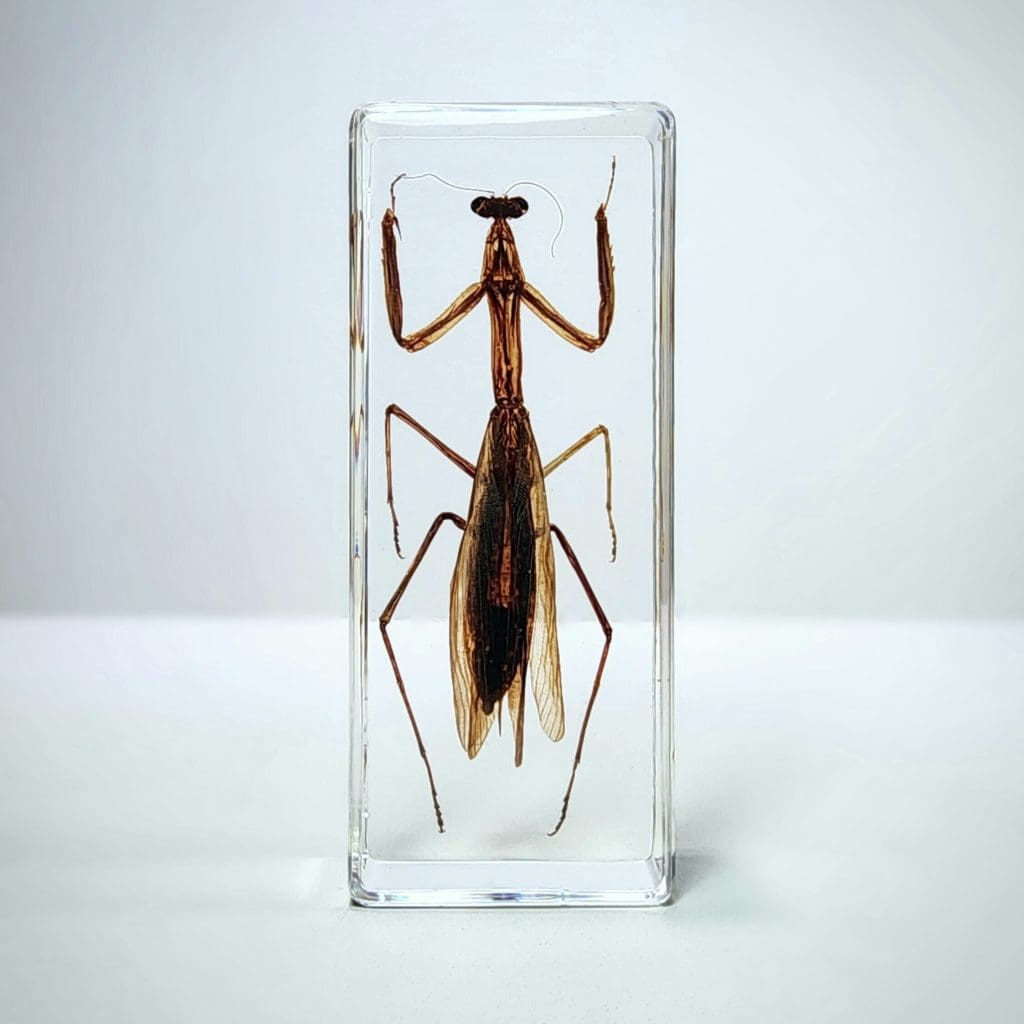 Chinese Praying Mantis in Resin, Insects in Lucite - Oddities For Sale ...