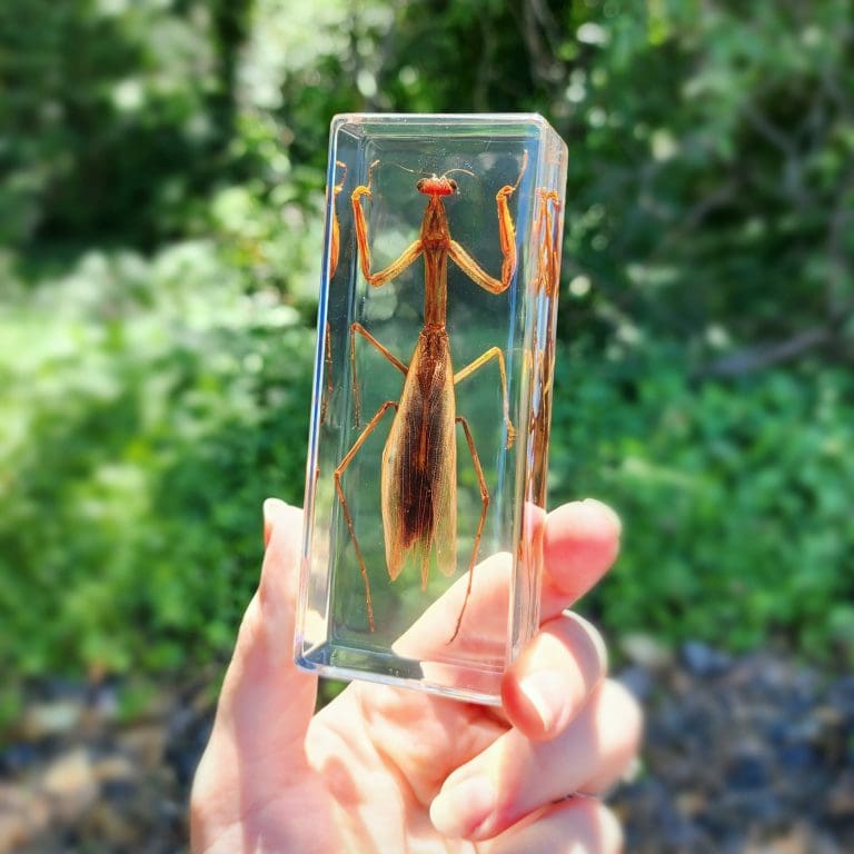 Chinese Praying Mantis in Resin, Insects in Lucite - Oddities For Sale ...