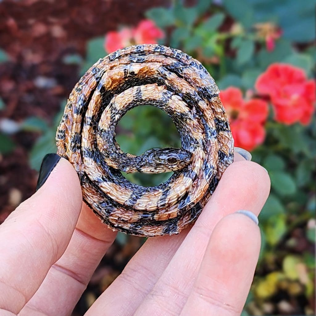 Real Coiled Snake, Preserved Oddities Curiosities - Oddities For Sale ...