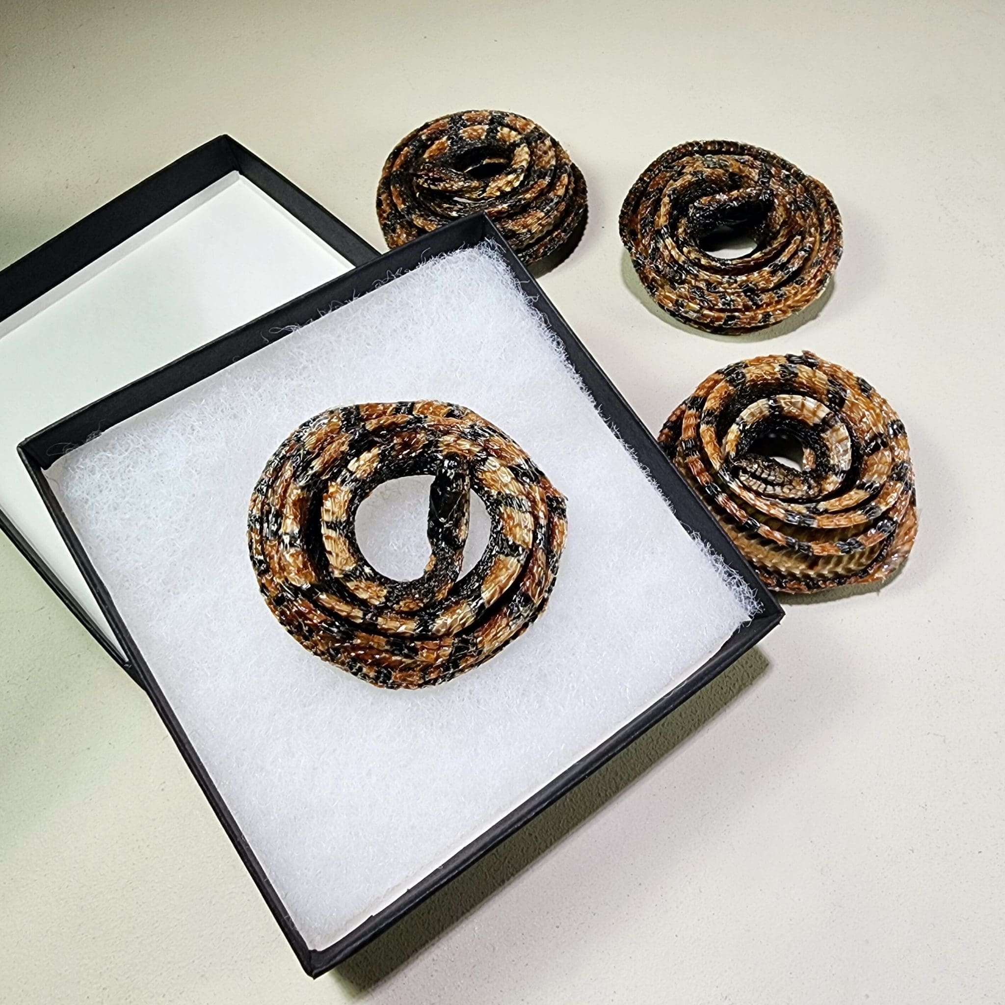 Real Coiled Snake, Preserved Oddities Curiosities - Oddities For Sale ...