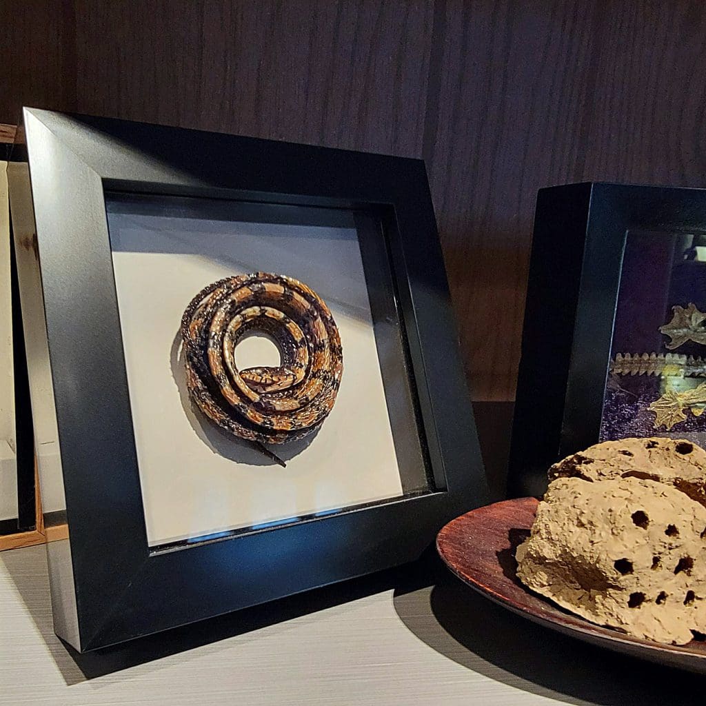 Real Coiled Snake, Preserved Oddities Curiosities - Oddities For Sale ...
