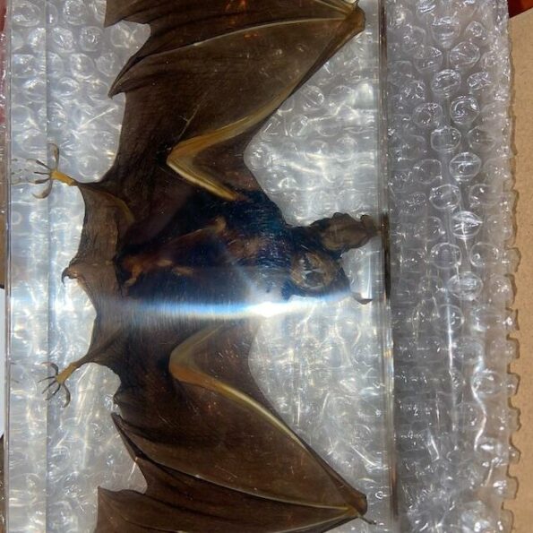 LARGE -Real Bat in Resin, Preserved Bat, Specimens In Resin - Oddities ...