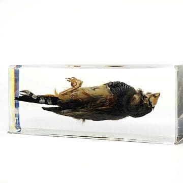 Zebra Finch, Dead Bird in Resin, Taeniopygia castanotis - Oddities For ...
