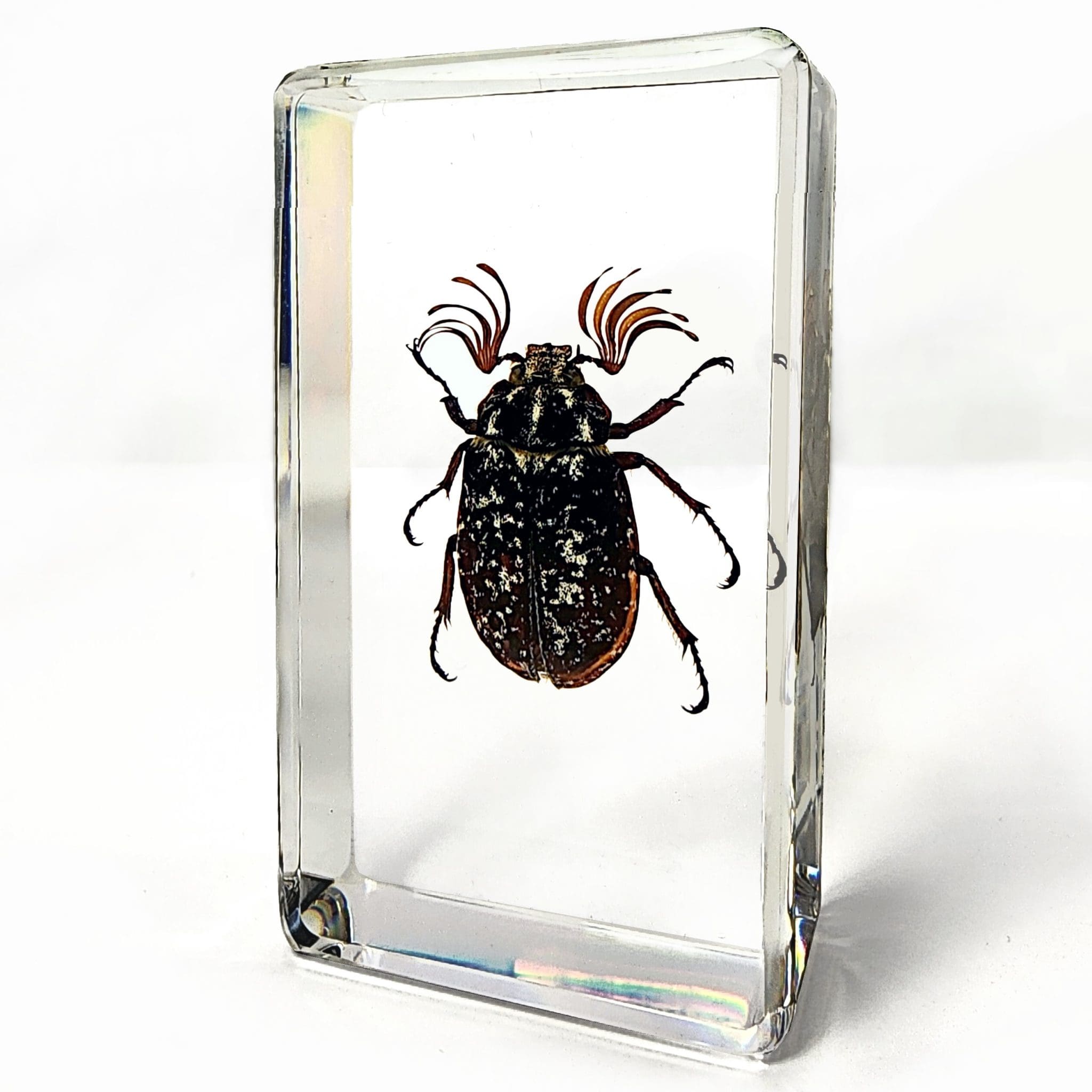 Eyelash Beetle in Resin, Pine Chafer, Polyphylla fullo - Oddities For ...