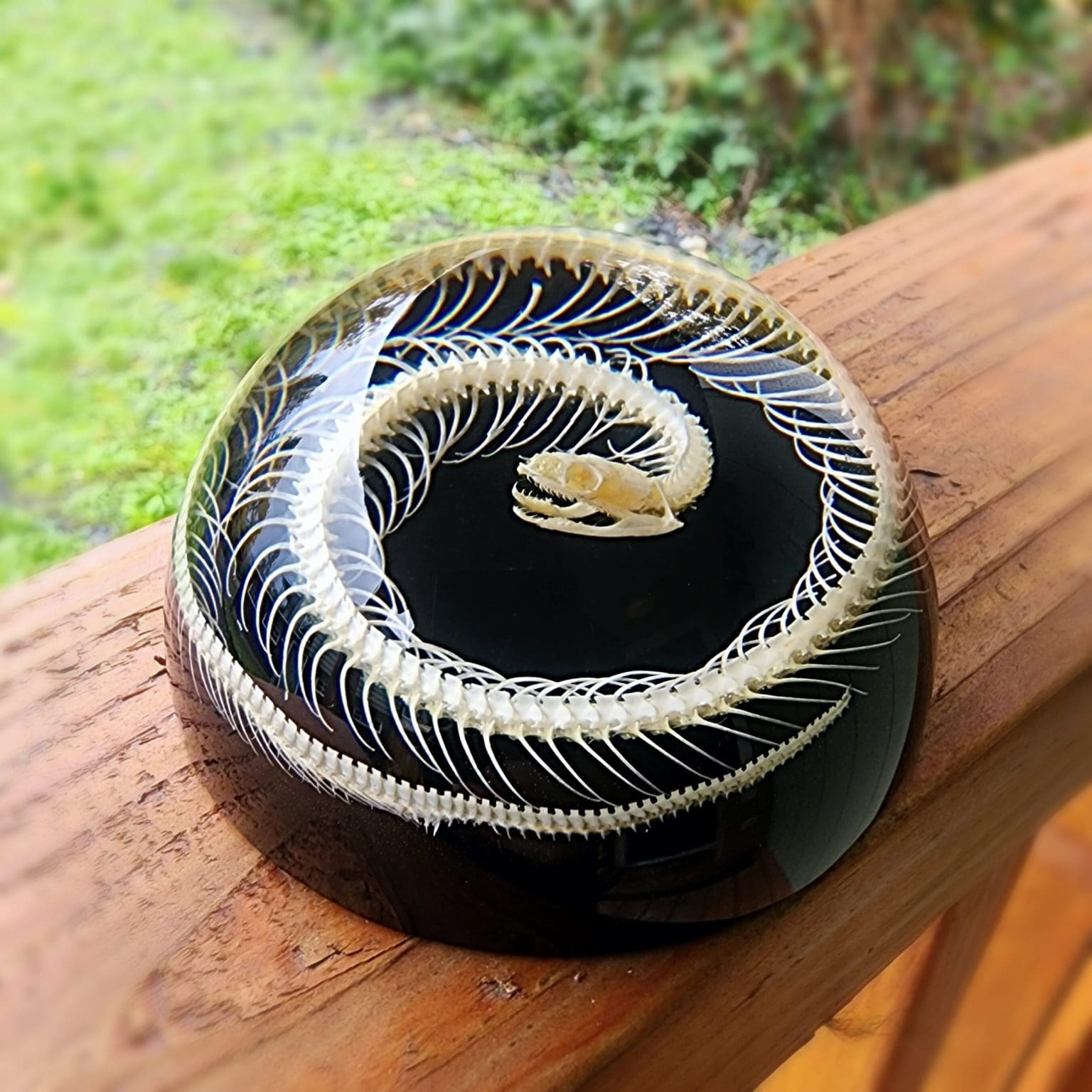 Snake Skeleton in Resin, Black Dome, Enhydris chinensis - Oddities For ...
