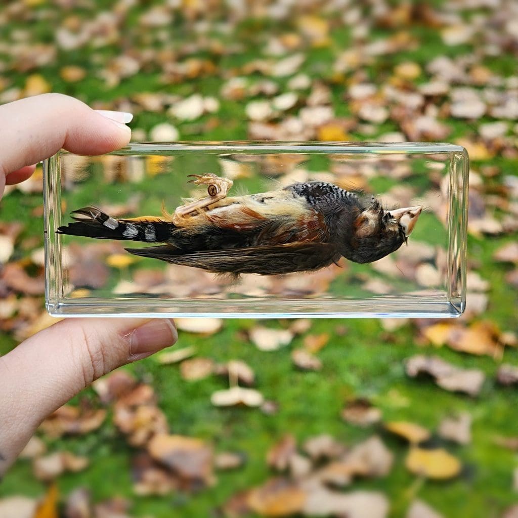Zebra Finch, Dead Bird in Resin, Taeniopygia castanotis - Oddities For ...