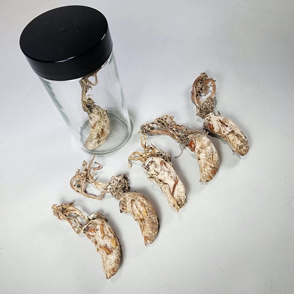 Zombie Fungus in Jar, Cordyceps Fungus, Curio Jar, Oddities Decor ...