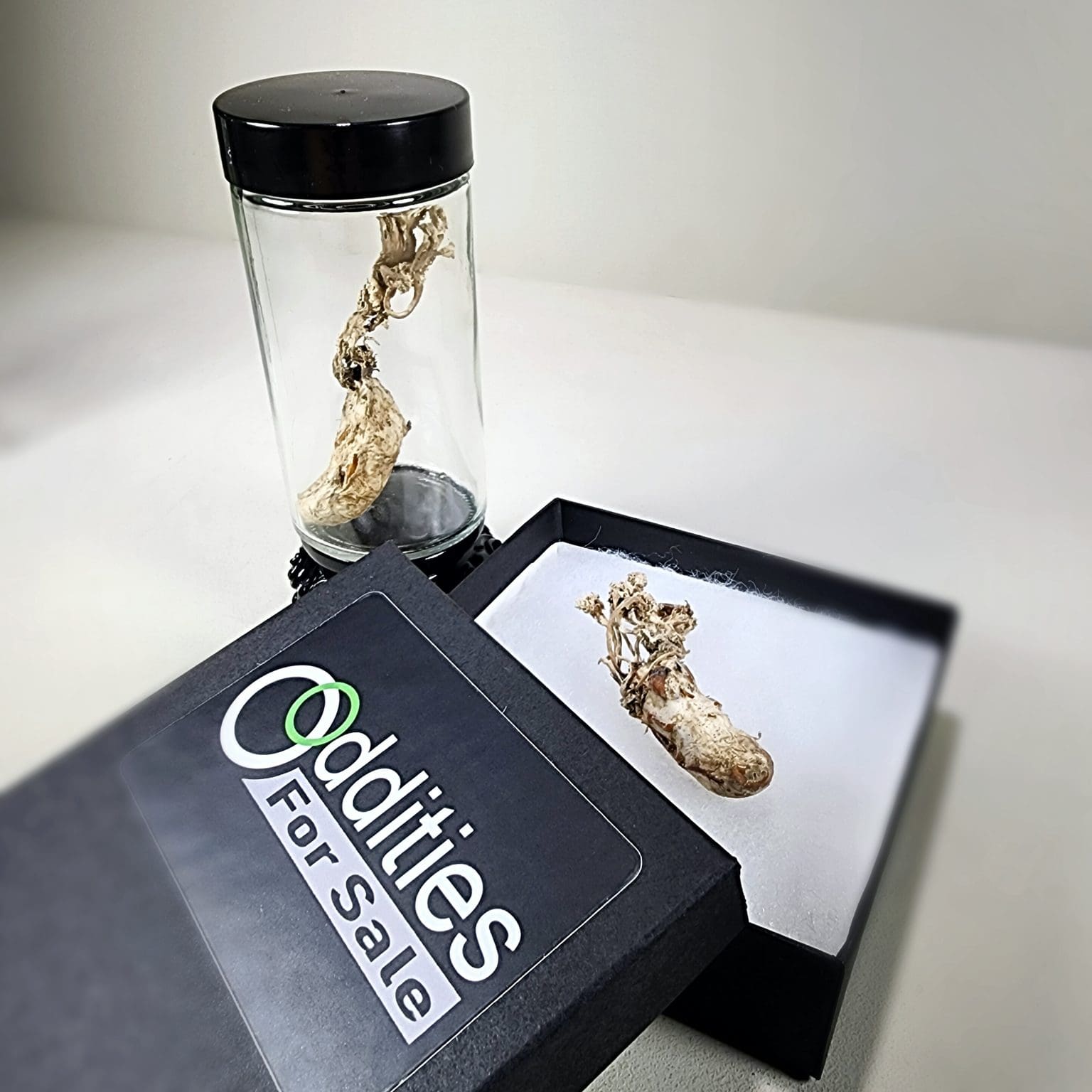 Zombie Fungus in Jar, Cordyceps Fungus, Curio Jar, Oddities Decor ...