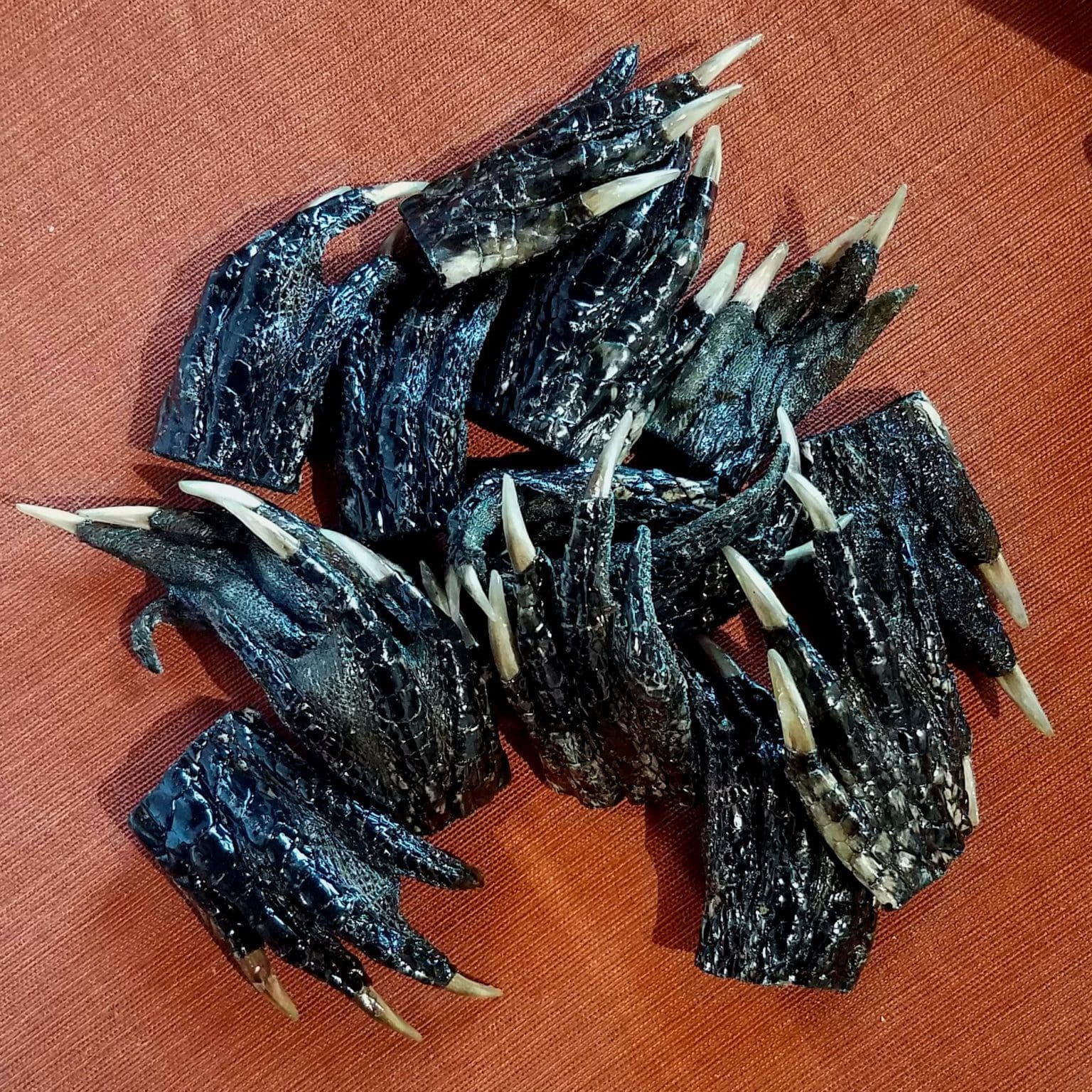 4 Alligator Feet, Alligator Claw, Taxidermy Alligator, Oddities ...