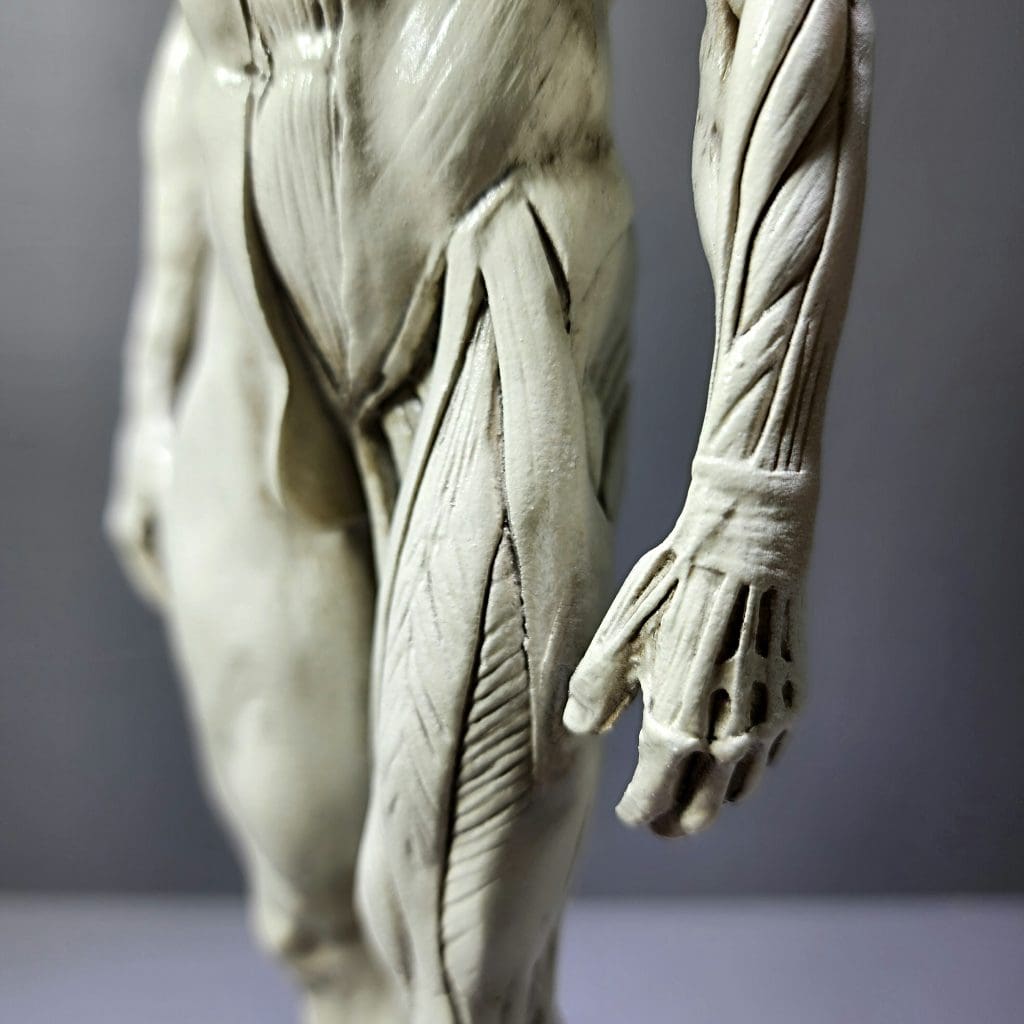 Anatomical Male Medical Model with Muscles - Oddities For Sale has unique