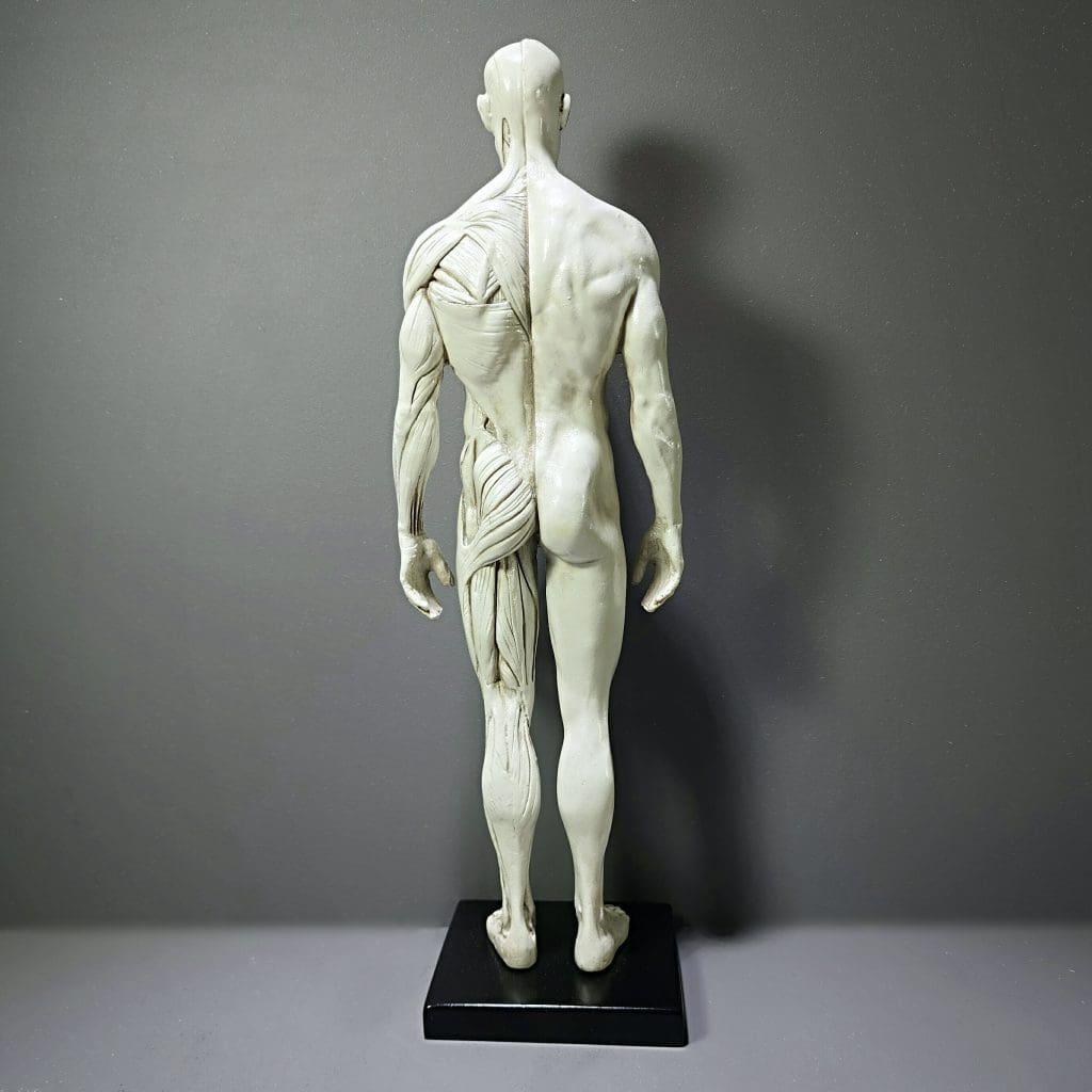 Anatomical Male Medical Model with Muscles - Oddities For Sale has unique