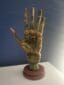 Alchemy Palmistry Hand, Alchemy Hand, Mummy Palmistry - Oddities For Sale