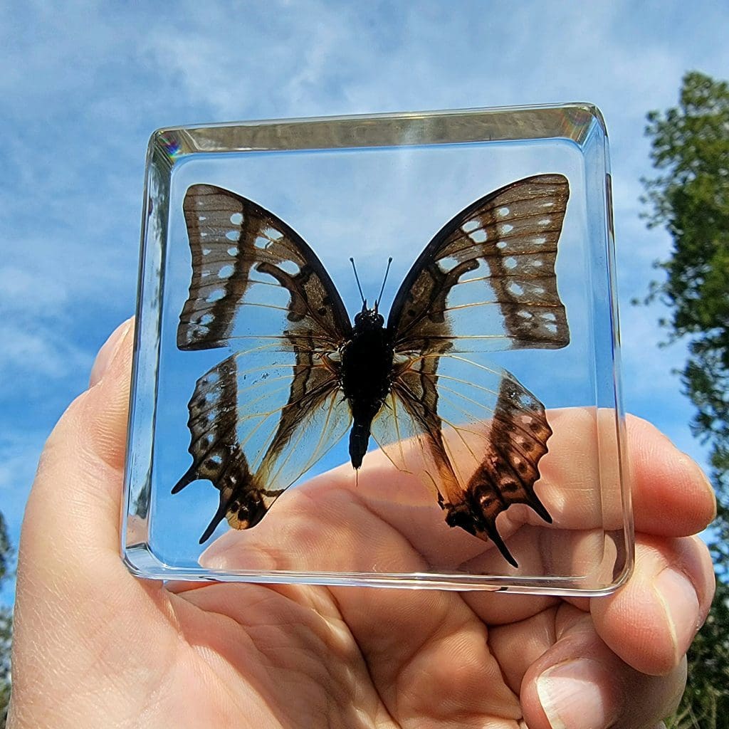 China Nawab Butterfly in Resin, Butterfly Display, Polyura narcaea ...