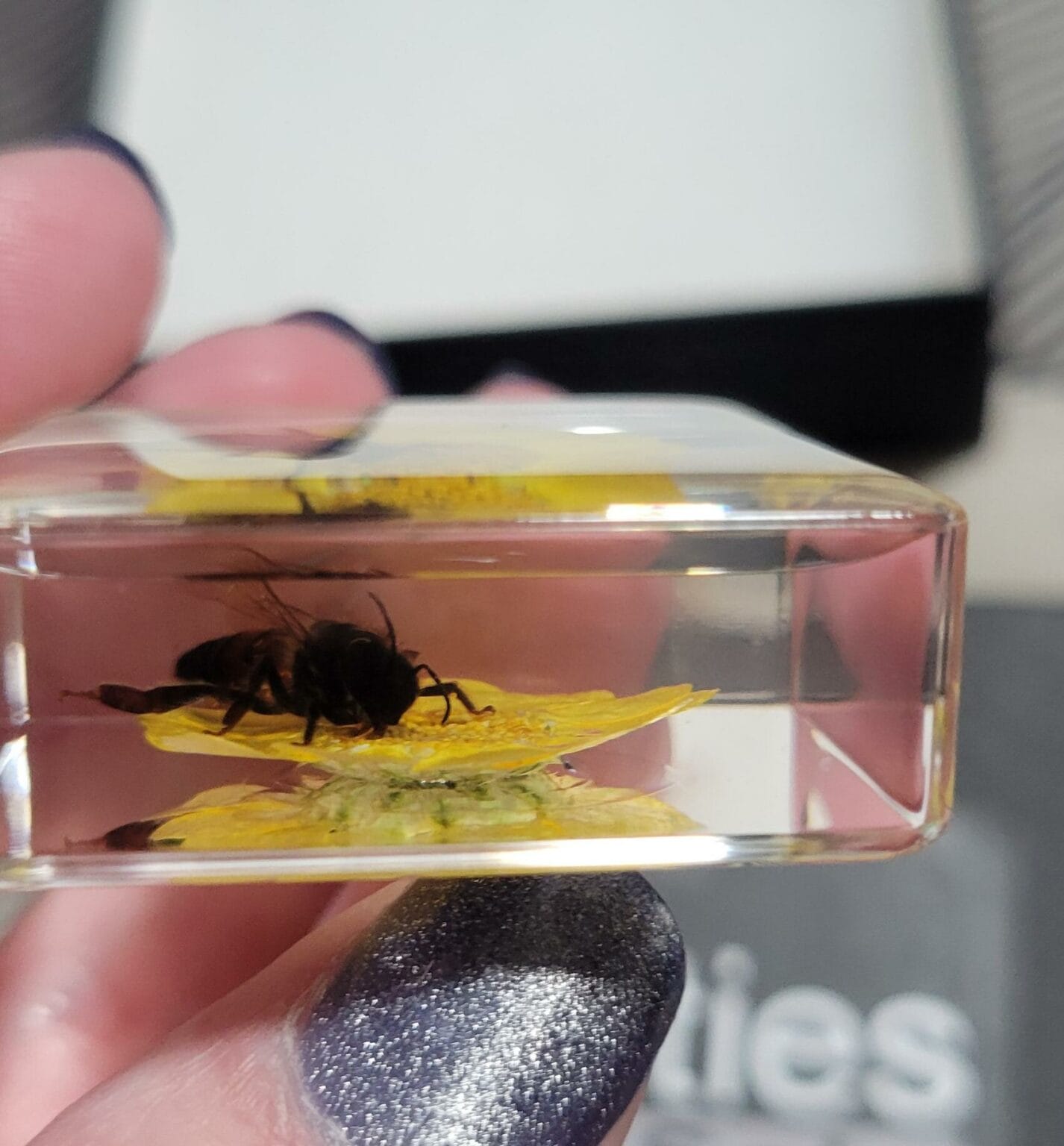 Honey Bee with Flower in Resin, Tiny Insects in Resin - Oddities For Sale