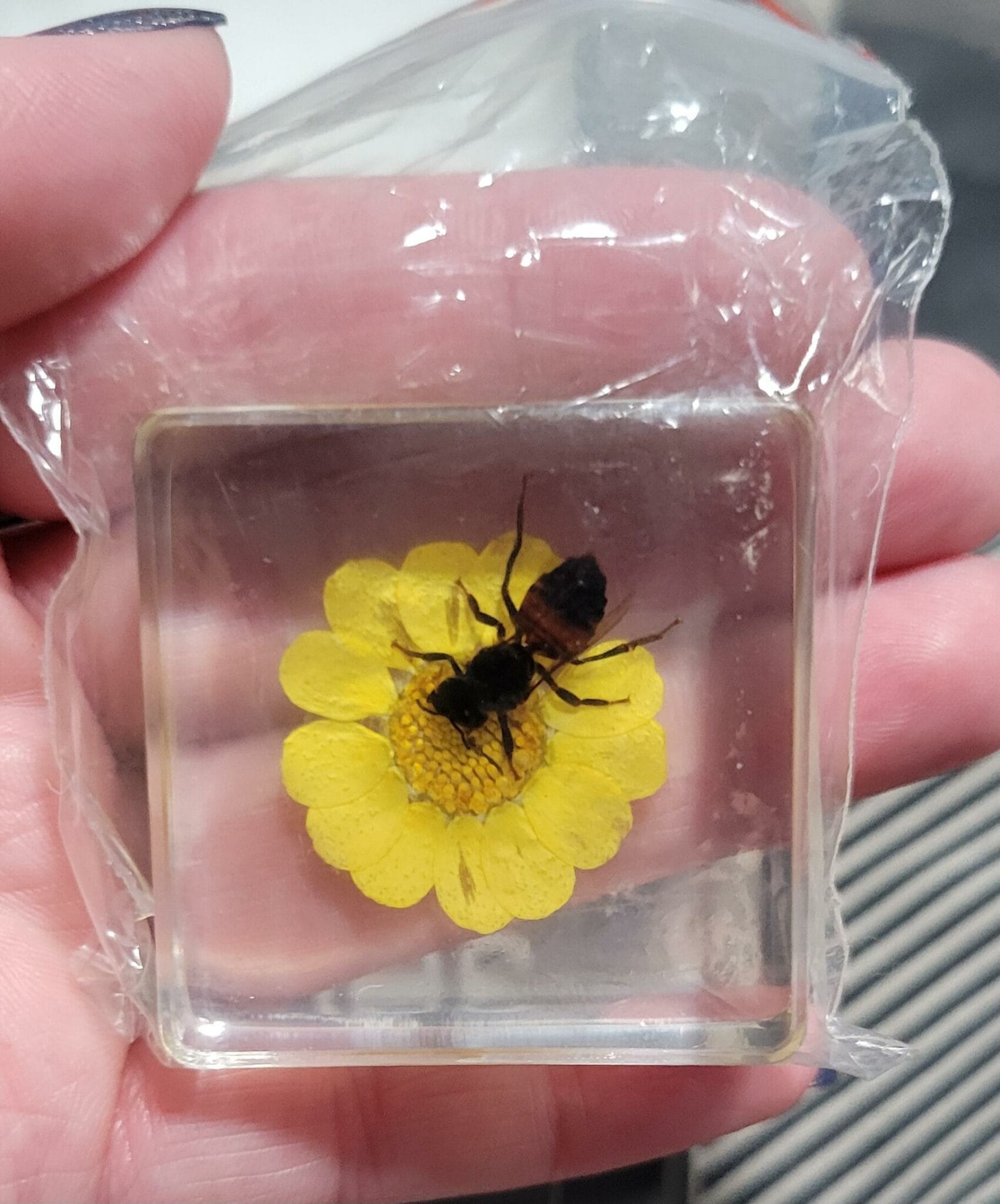 Honey Bee with Flower in Resin, Tiny Insects in Resin - Oddities For Sale