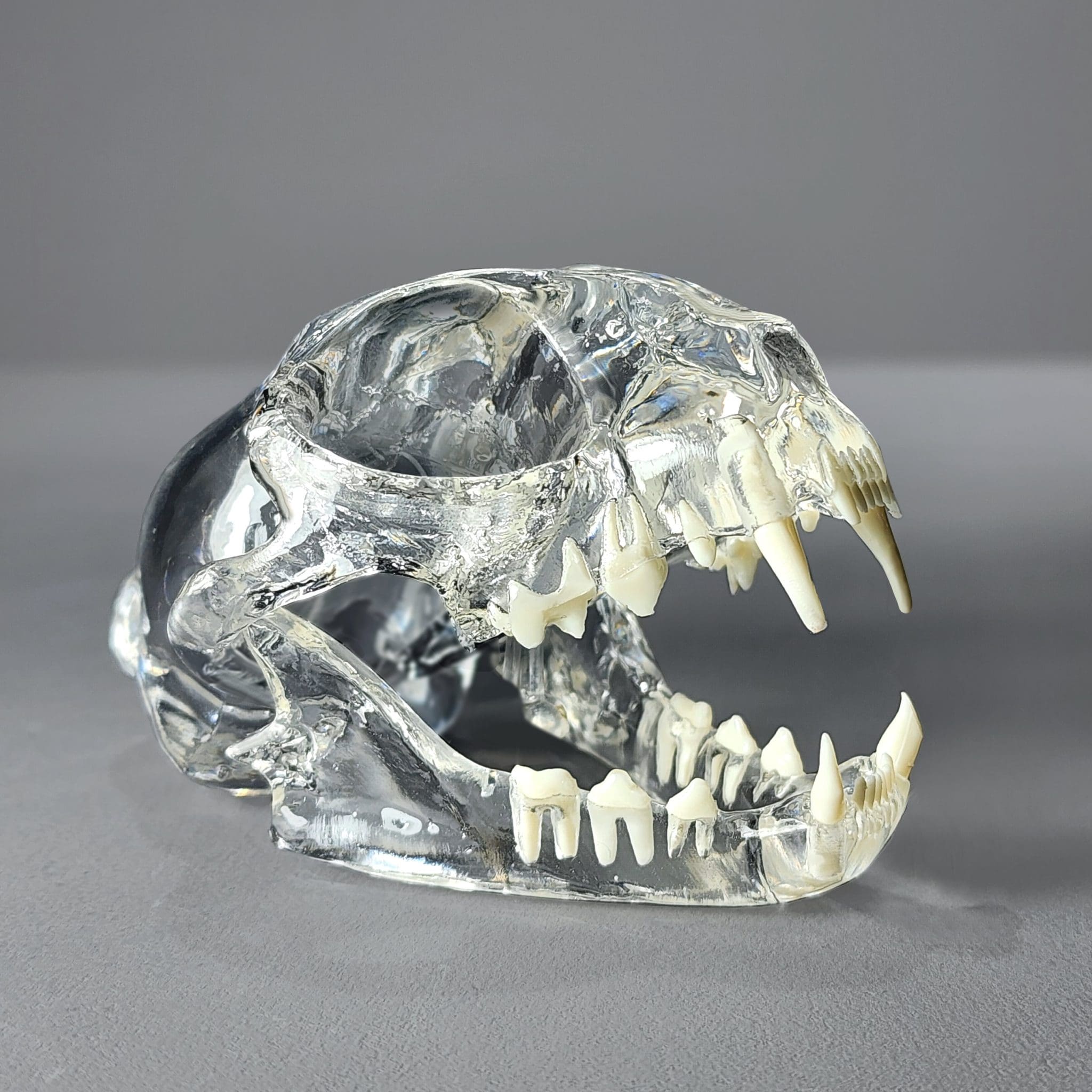 Clear Cat Skull, Anatomical Cat Skull Model - Oddities For Sale has unique