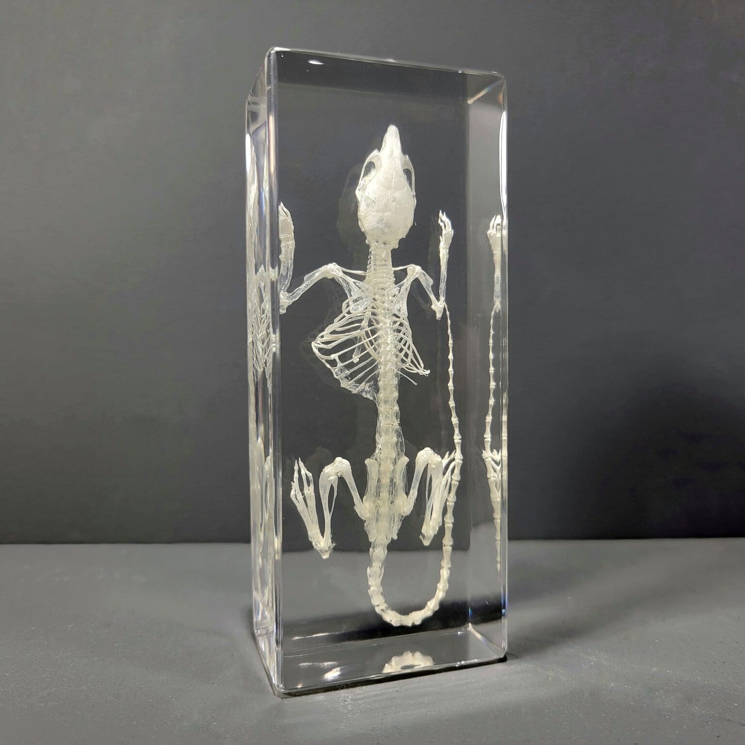 Mouse Skeleton in Resin, Real Animal Skeleton, Mus musculus - Oddities ...